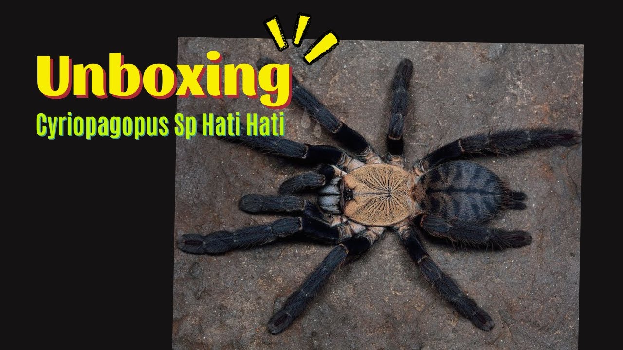 Unboxing Sp Hati hati (Cyriopagopus Sp Hati Hati) | Purple Earth Tiger ...