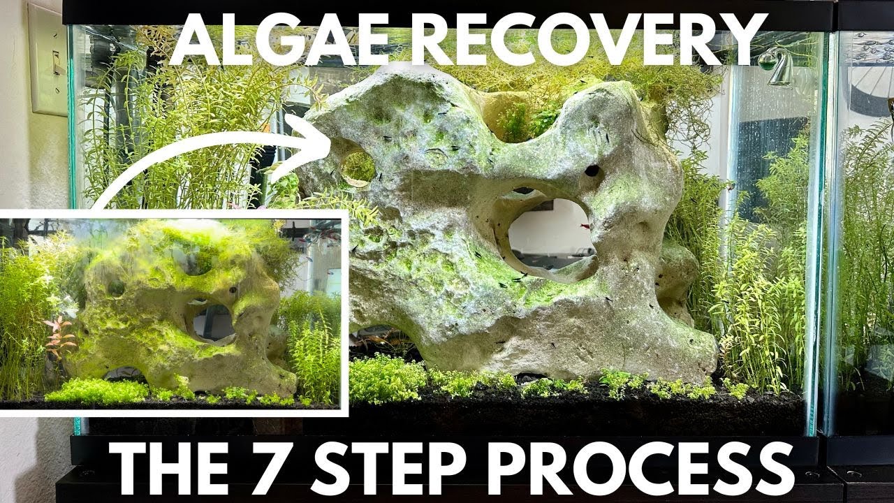 The 7 Step Process That Helped Me Recover My Fish Tank From Severe ...