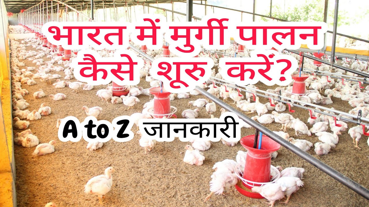 How to Start a Poultry farm in India | Important steps to start poultry ...