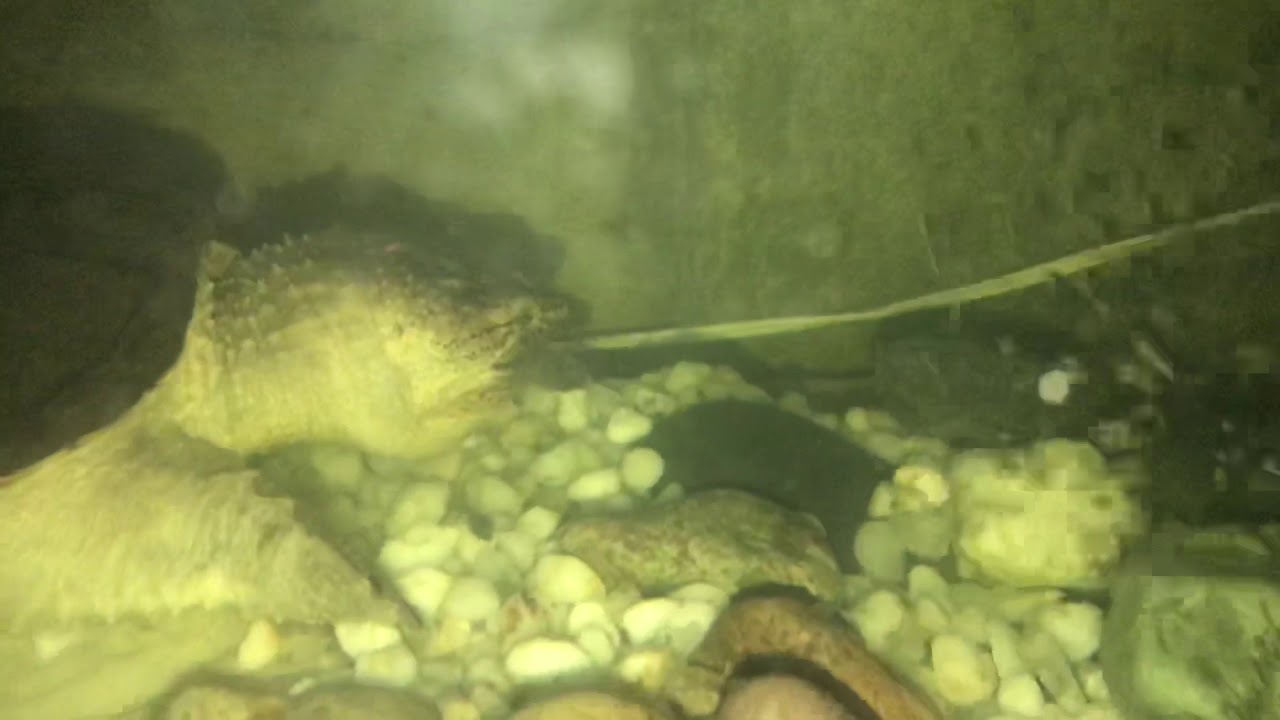 Common Snapping Turtle (CST) eats Mosquito Fish (Hunting Skill) July ...