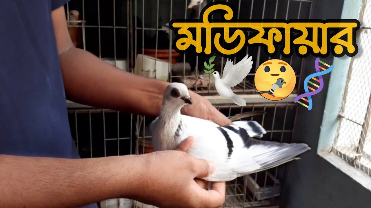 Pigeon Genetics: Modifier explained in Bangla. - YouTube