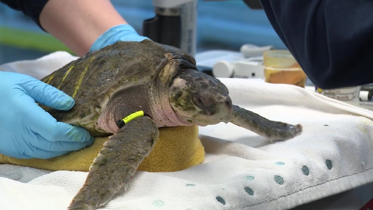 New England Aquarium treating growing number hypothermic sea turtles ...