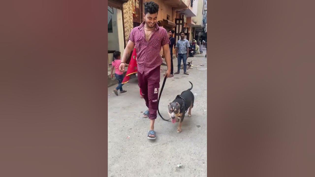 Mady ko firse ghumane leke gaye / dog feeding #shortvideo #trendingshorts #youtubeshorts #shorts ...