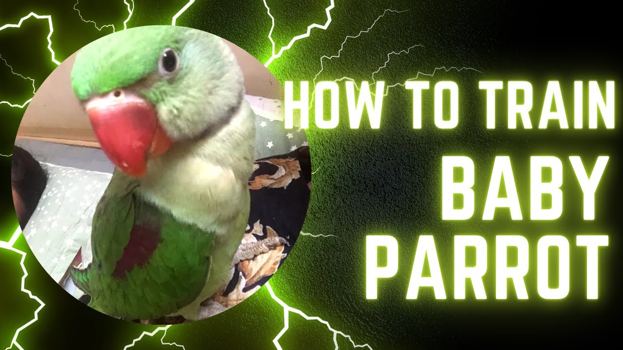 How to train a baby parrot 🦜|| training baby Alexander parrot || Golu ...
