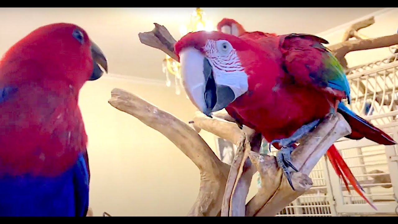 poll-parrot. cute parrot. funny animals. funny parrots. parrots and ...