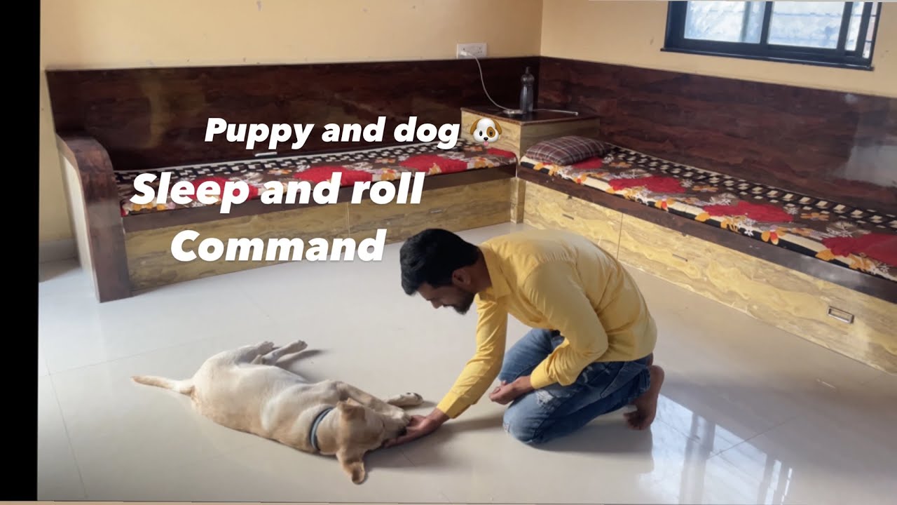 how to train a dog and puppy roll and sleep command | dog training - YouTube