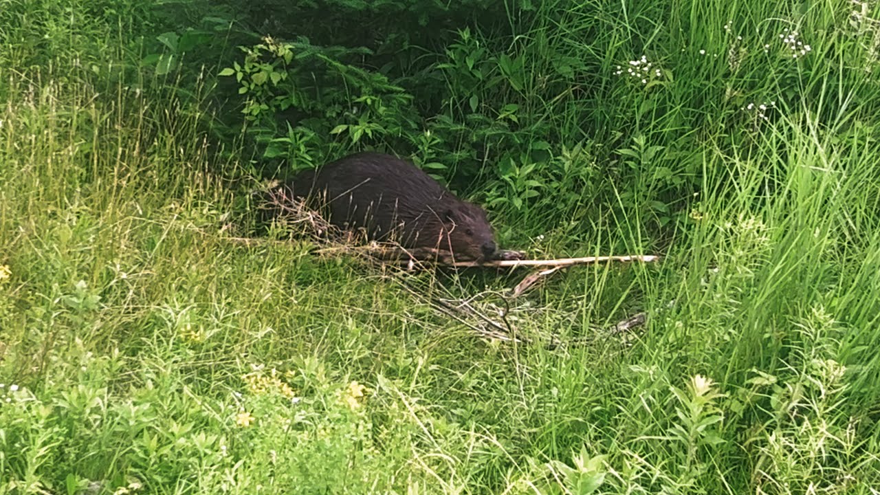 Beaver Caught by Surprise 🦫😲 - YouTube