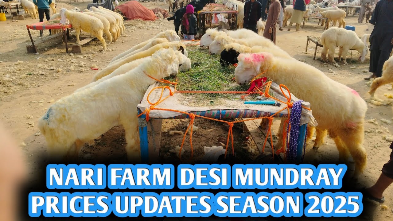 Nari Farm Desi Mundray😊 Prices Updates Season 2025🤩Badiana Mandi ...