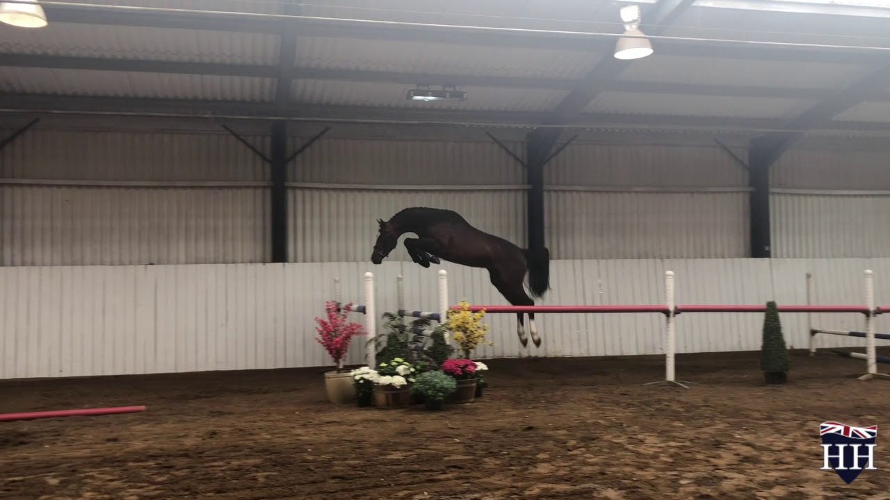 Holstein Licensed Stallion - Clarco (Casall) x Cancara x Contender ...