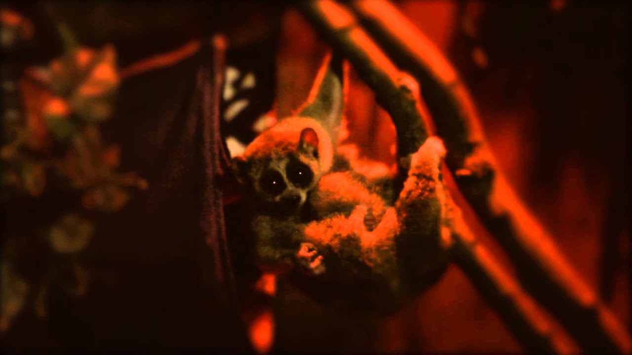 Baby lorises at El Paso Zoo - YouTube