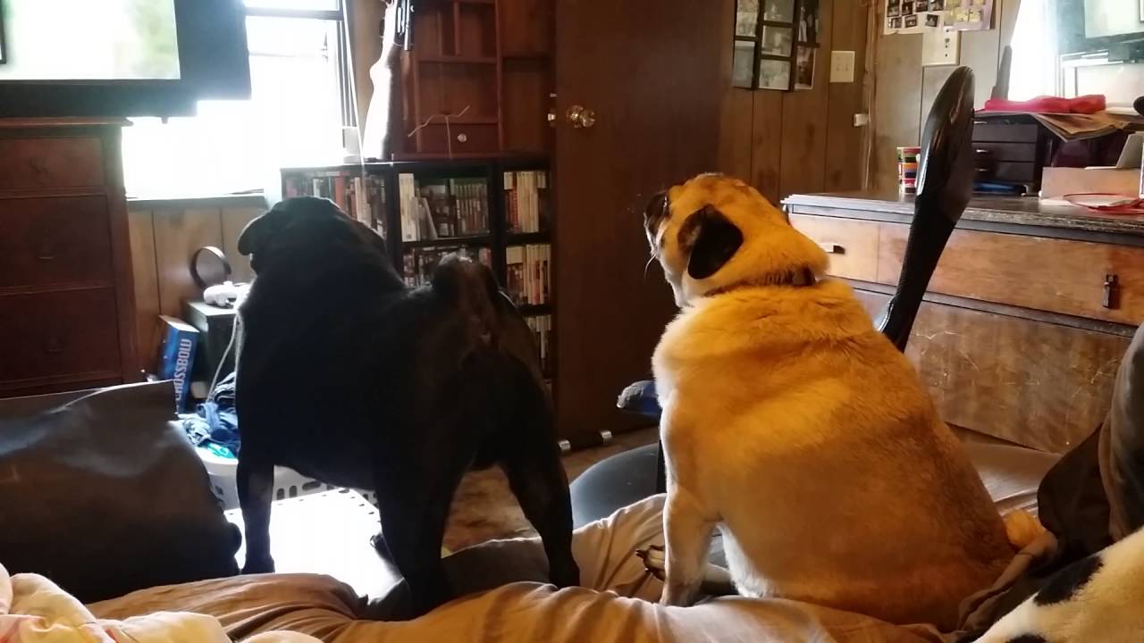 Pugs howling - YouTube