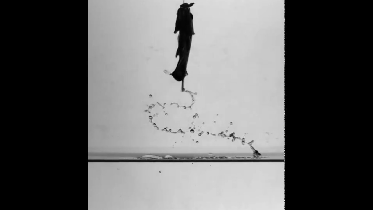 An archer fish jumping out of the water - YouTube