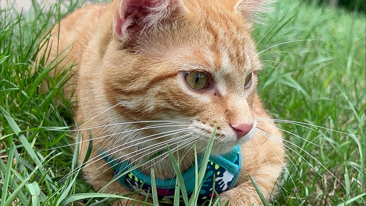 Noah The Cat - YouTube