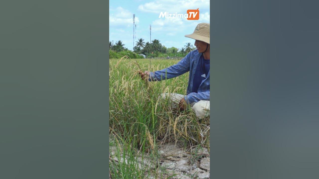 ဗီယက်နမ်မှာဆားငန်ရေမျက်နှာပြင်မြင့်တက်မှုကြောင့်နှစ်စဉ်ဒေါ်လာ၃