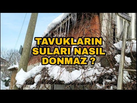 KÜMESTE TAVUKLARIN SUYU NASIL DONMAZ ? #Tavuk#Kümes#Yumurta#Kış