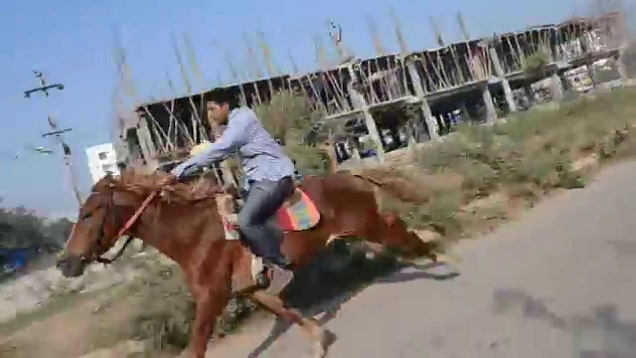 Fastest horse riding on road - YouTube