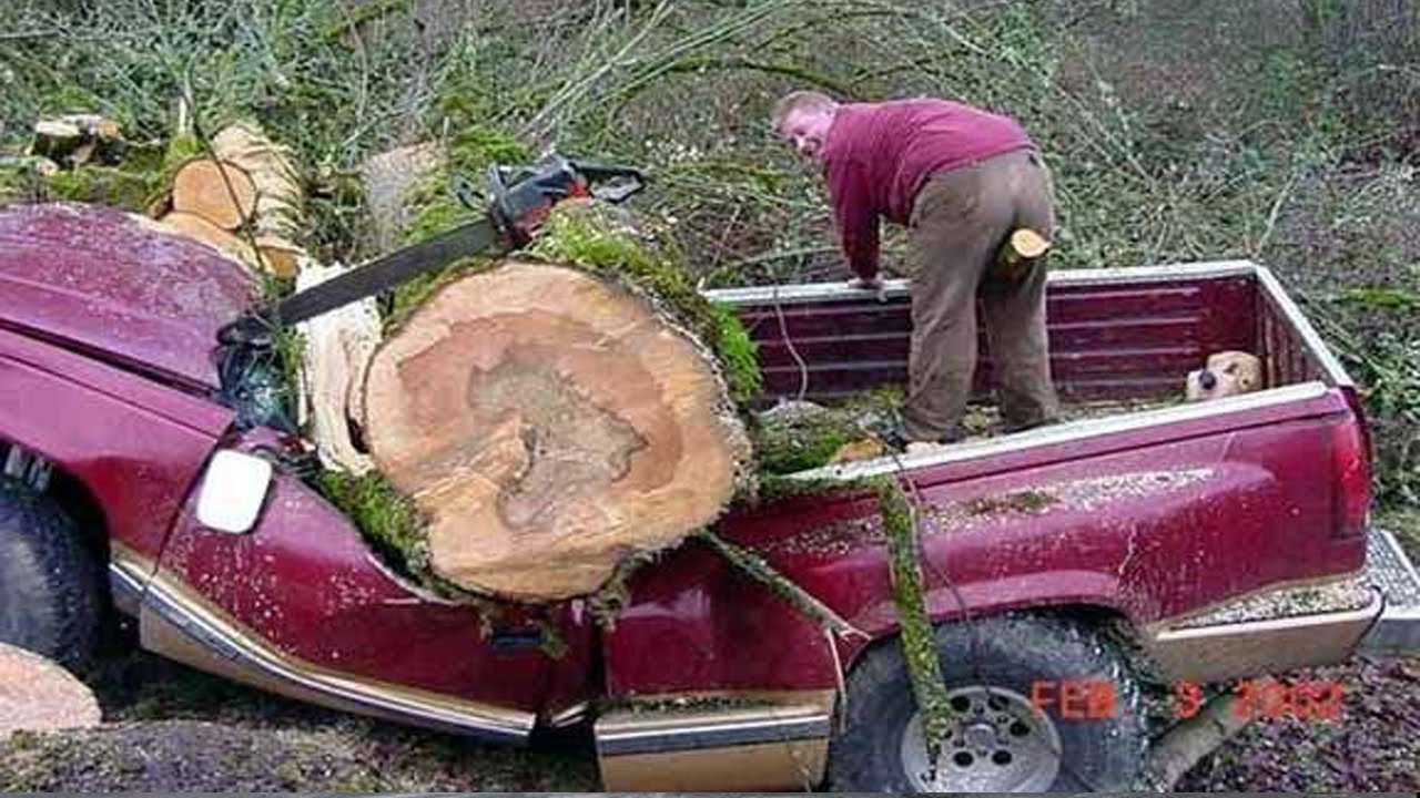 Dangerous Tree Cutting Skill Fails, Idiots Worker With Chainsaw Compilation - YouTube