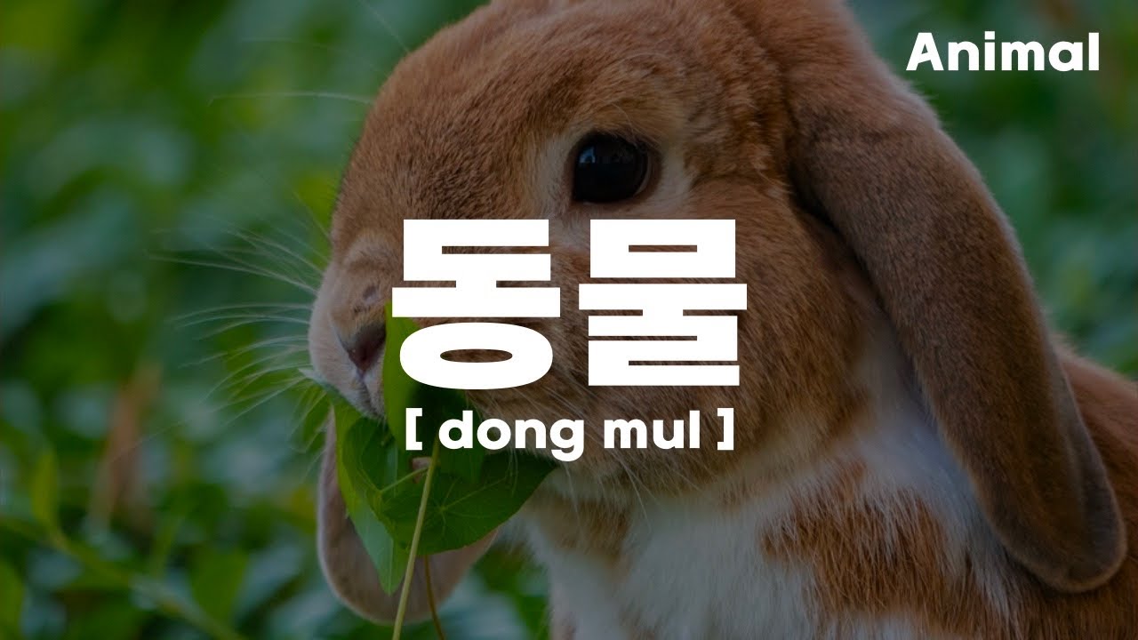 Learn Korean - Animals Vocabulary(The names of animals in Korean) 동물 ...