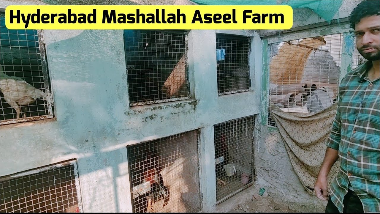 Hyderabad Mashallah Aseel Farm - YouTube