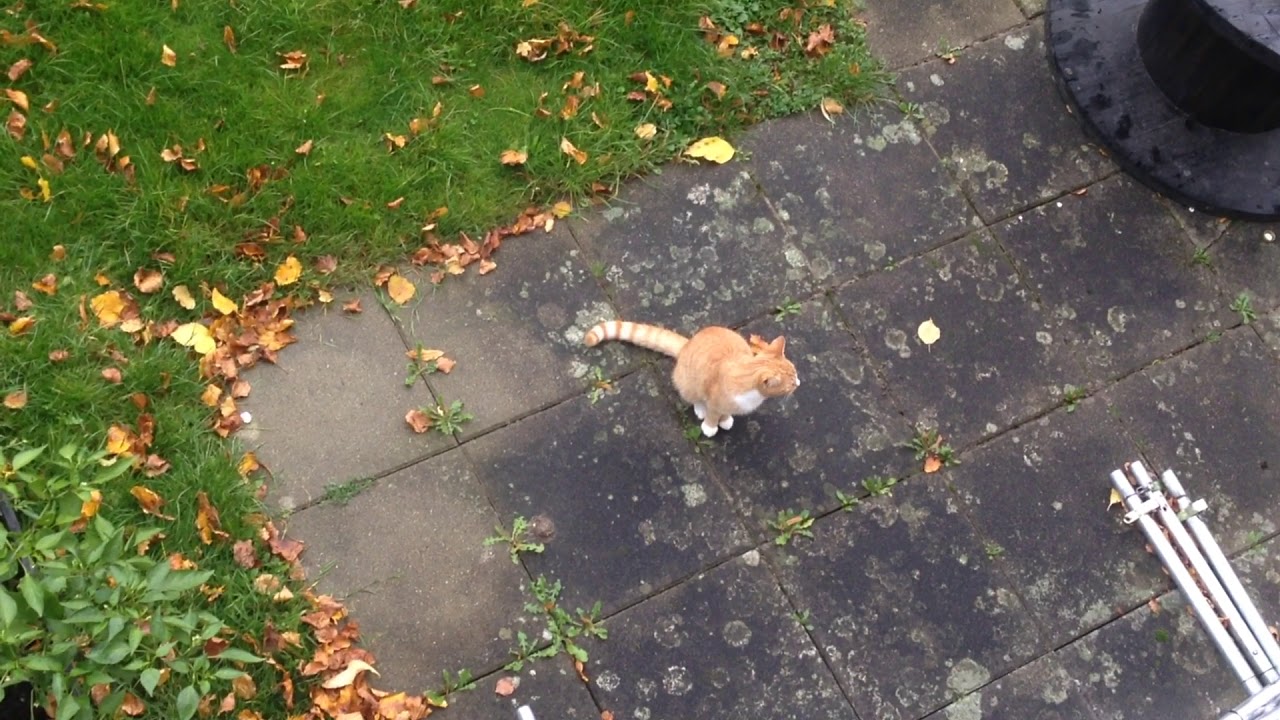 My cat beeps all the time - YouTube