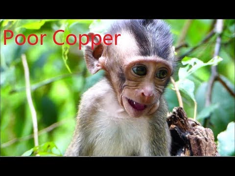 Copper's Face Really Hungry Food | Cry Ask Some Food Cos No Milk Many ...