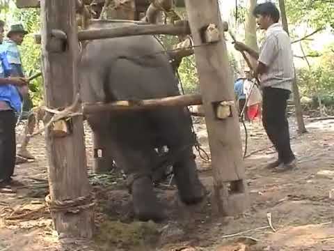 Phajaan (gajah beranak) elephant - YouTube