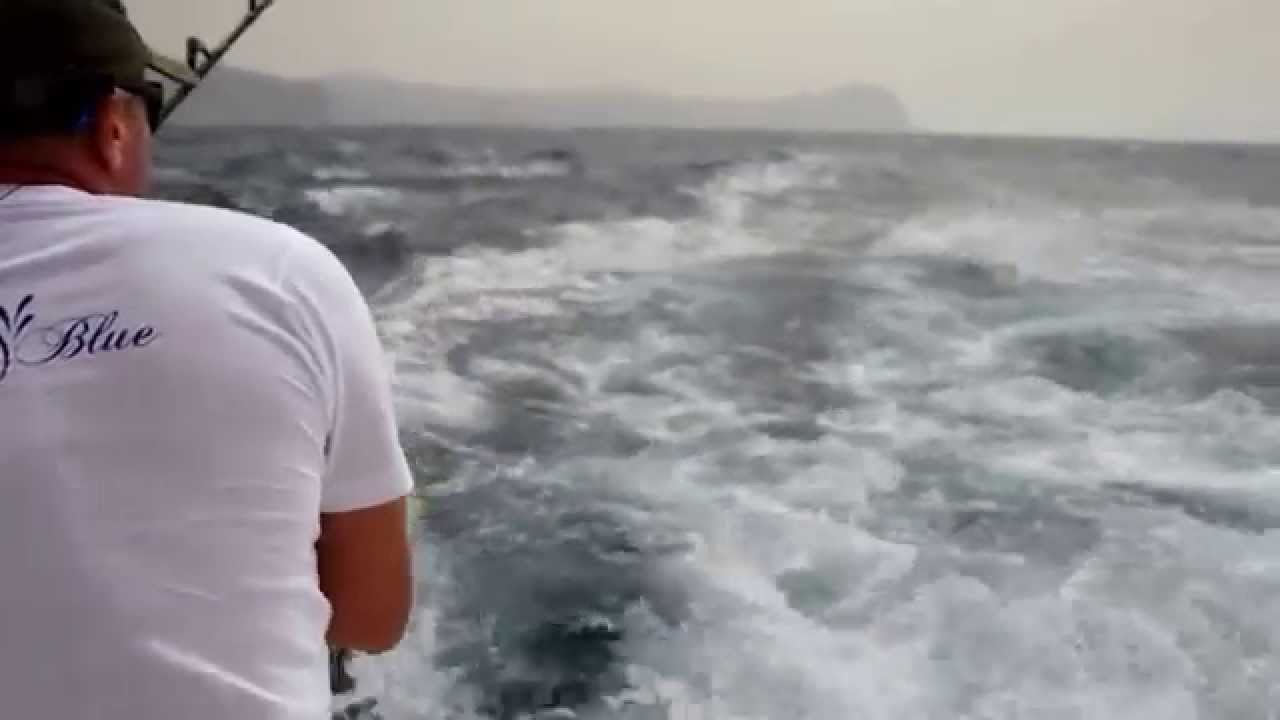 Pitch Bait blue marlin - YouTube