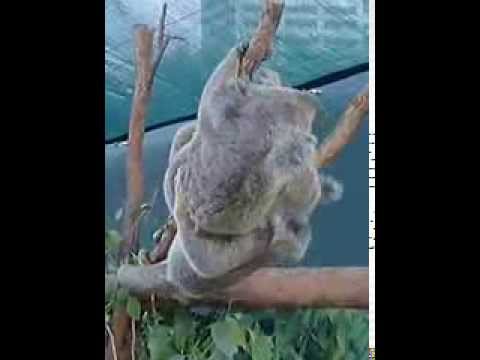 Once in Sydney, Australia: Koala fight - YouTube