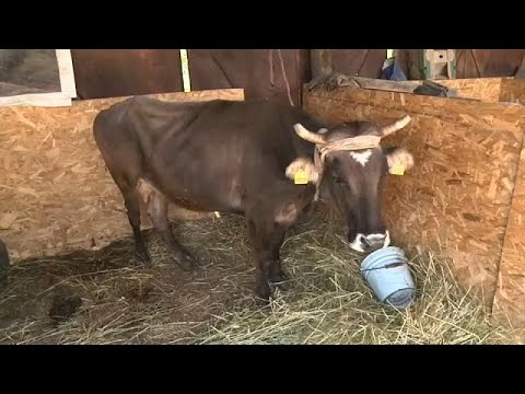 Avrupa Birliği sınırlarını terk eden inek Penka'nın hayatı kurtuldu