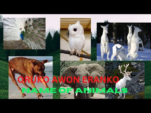 ORÚKỌ ÀWỌN ẸRANKO NÍ ÈDÈ YORÙBÁ ( NAMES OF ANIMAL IN YORUBA LANGUAGE ...