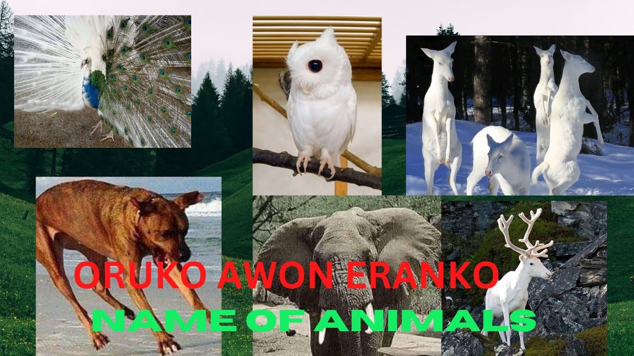 ORÚKỌ ÀWỌN ẸRANKO NÍ ÈDÈ YORÙBÁ ( NAMES OF ANIMAL IN YORUBA LANGUAGE ...