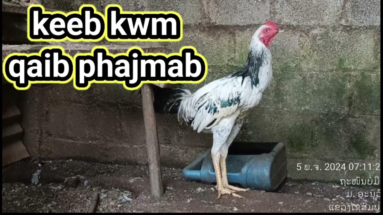 keeb kwm qaib phajmab - YouTube