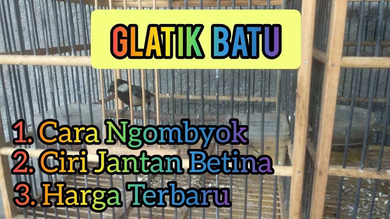 Glatik Batu:Cara Ngombyok Glatik Batu Prospek-Ciri Glatik Batu Jantan ...