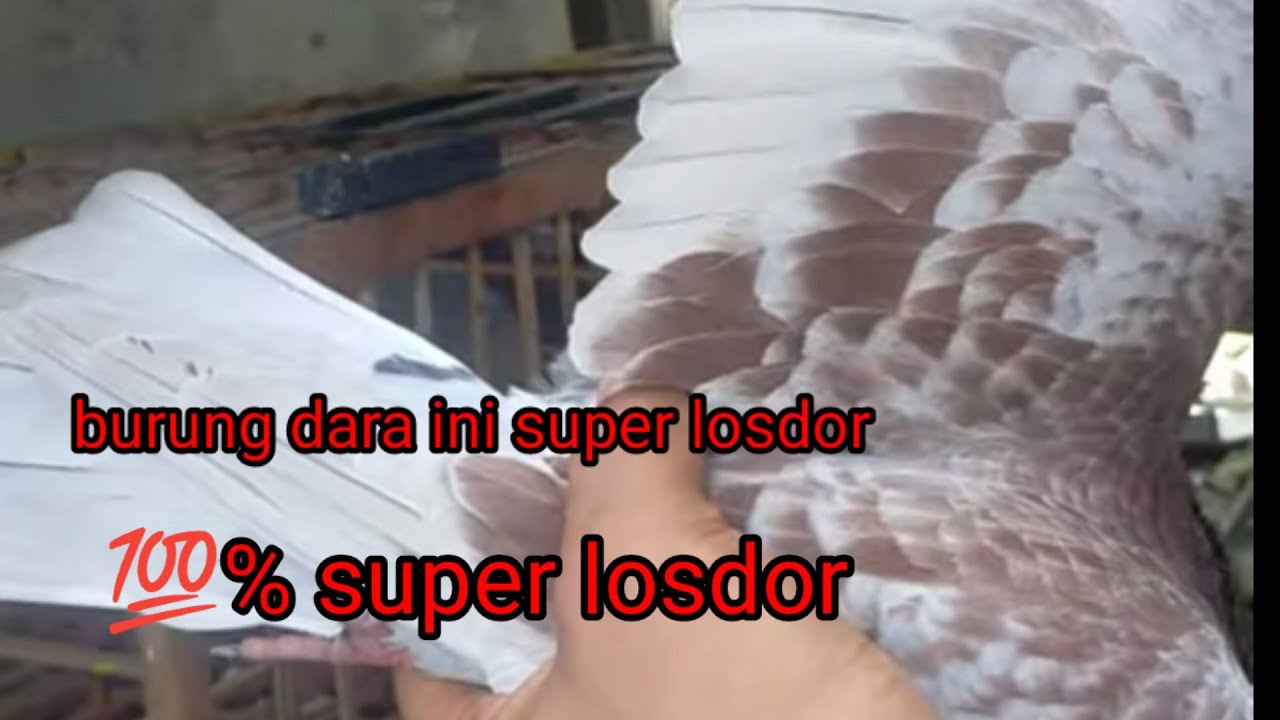 Cara melatih perdana burung merpati jaguar 2025 sangat bagus - YouTube