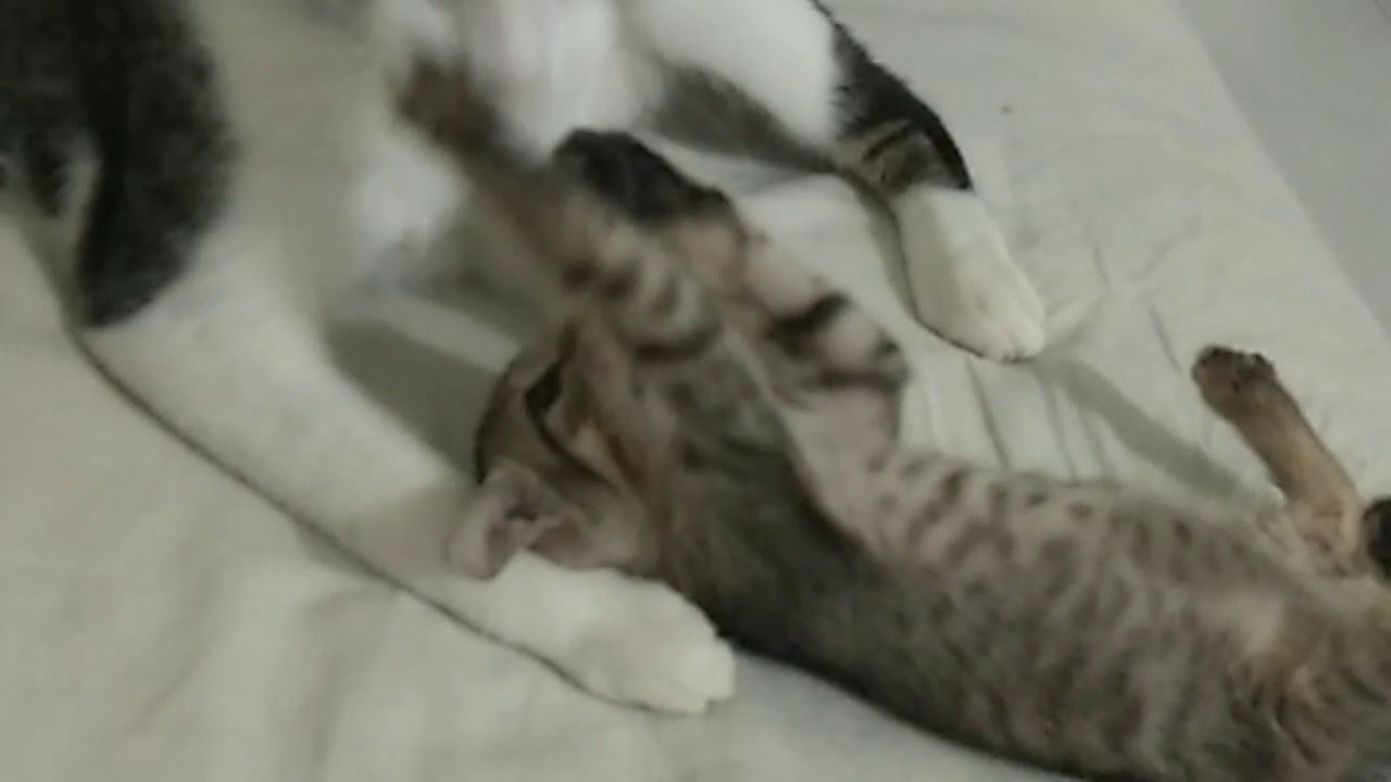 Cat accepted new adopted kitten | Baby Bugga Boo - YouTube