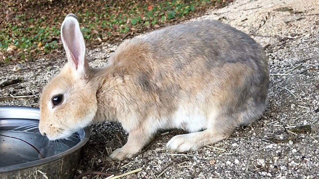 Rabbit cheating hunger with water - YouTube
