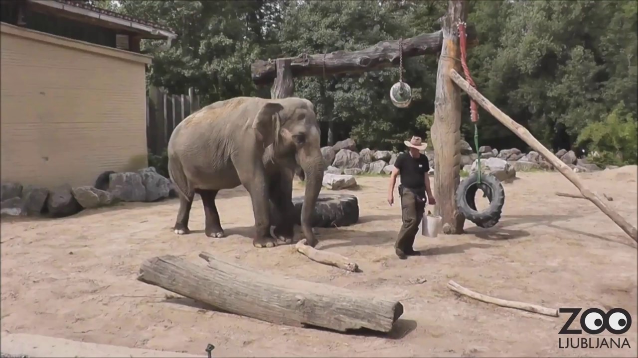 Trening slonice Gange ZOO Ljubljana - YouTube