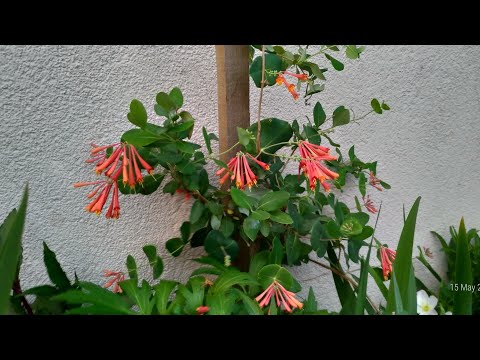 Hanımeli Sarmaşık Bitkisi (Lonicera) Bahcemde Bes Farklı Tür