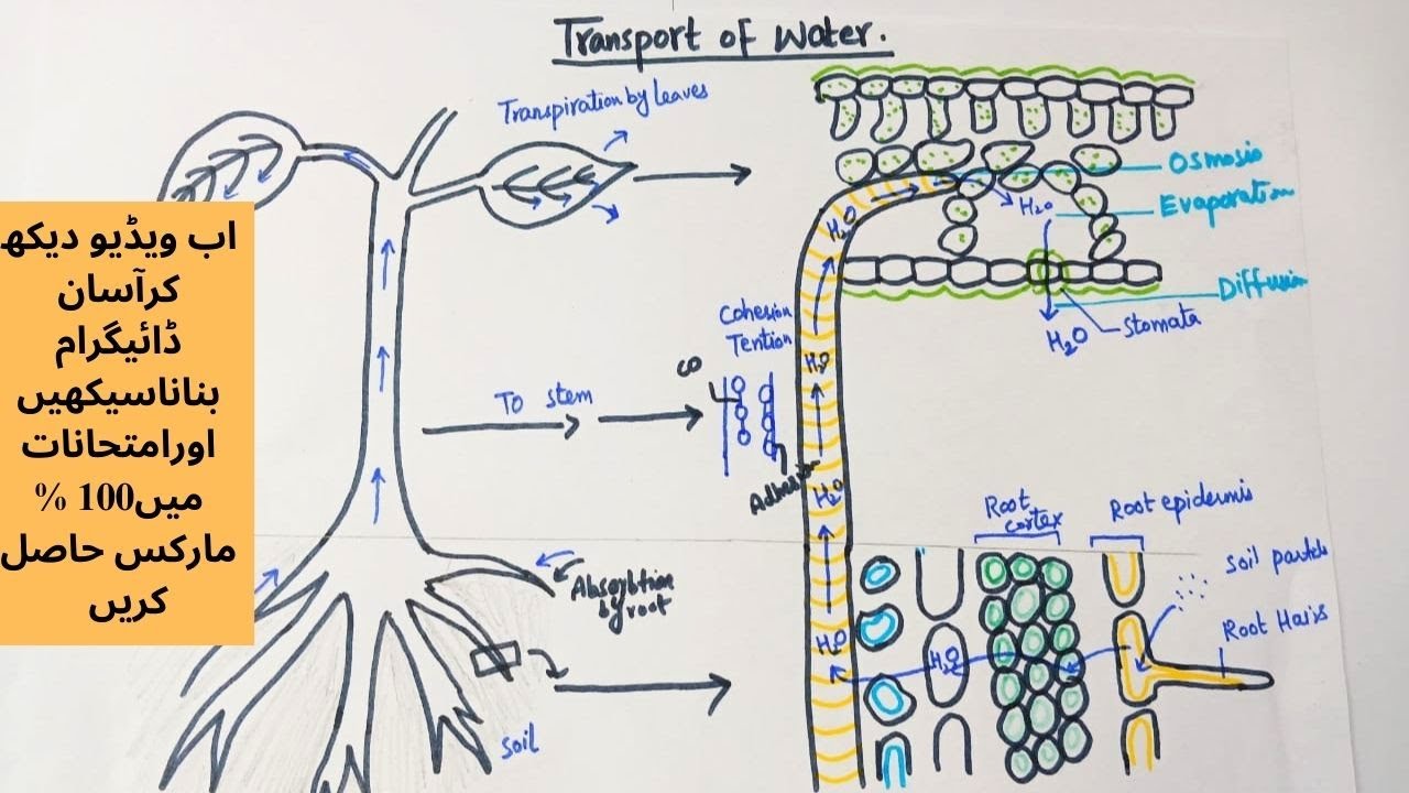 How to draw process of transpiration | How Water Moves Up the Stem ...