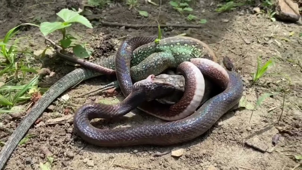 Serpiente boa mata un lobo pollero - YouTube