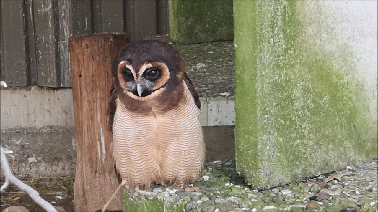 Besuch im Zoo Hasel - YouTube