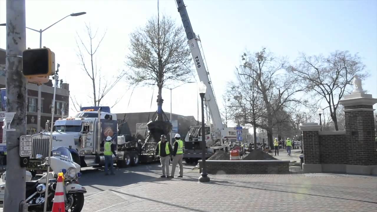 New Oak Trees Planted at Toomer's Corner in Auburn - YouTube
