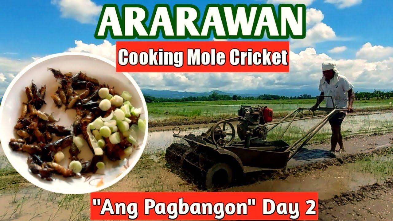 Ararawan | Cooking Mole Cricket | Ang Pagbangon Day 2 - YouTube