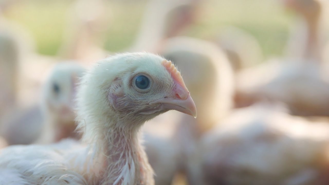 Jess Sowards - The Blank Slate of Spring - YouTube