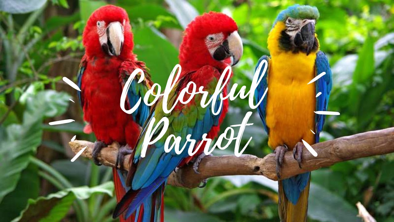COLORFUL PARROT WITH BIRD SOUNDS | RELAXING JAZZ MUSIC - YouTube