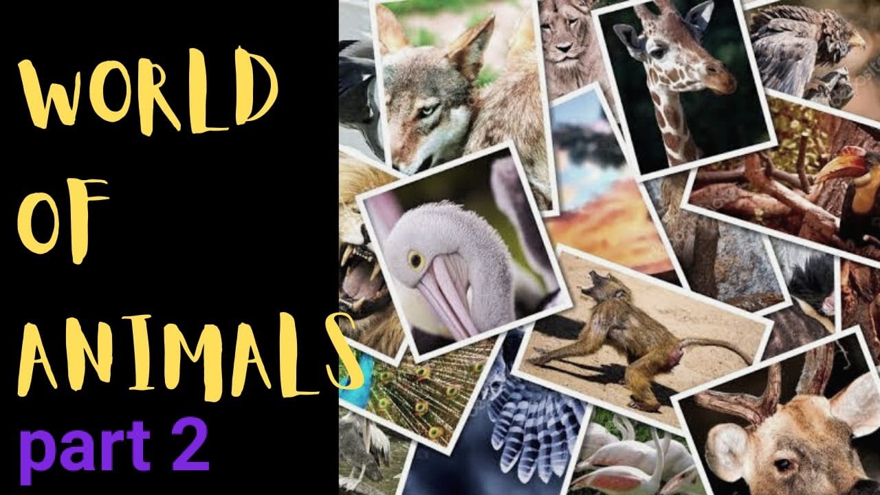 World of Animals part 2 - YouTube