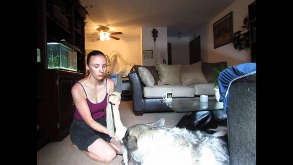 Leash Training Ferrets pt 2 - YouTube