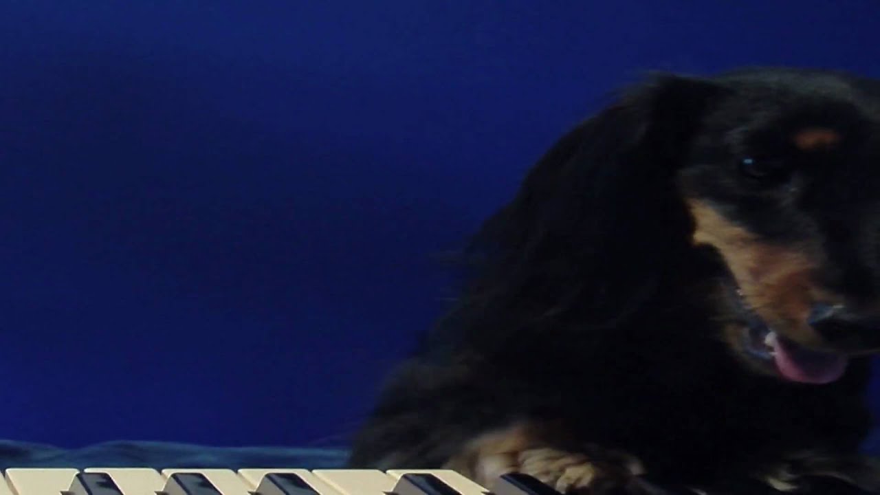 The Keyboard Dog - (Parody of Charlie Schmidt's "Keyboard Cat") - YouTube