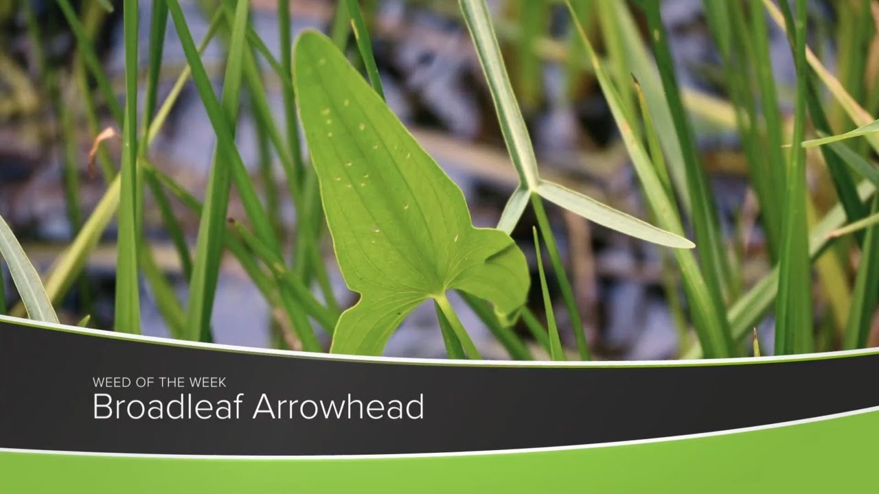 Weed of the Week #1172 Broadleaf Arrowhead (Air Date 9-20-20) - YouTube