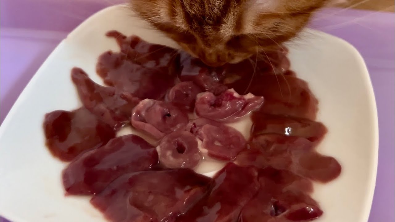 Cat eating liver 😋قطة ياكل كبد دجاج #cat #cateating #catlife #liver ...
